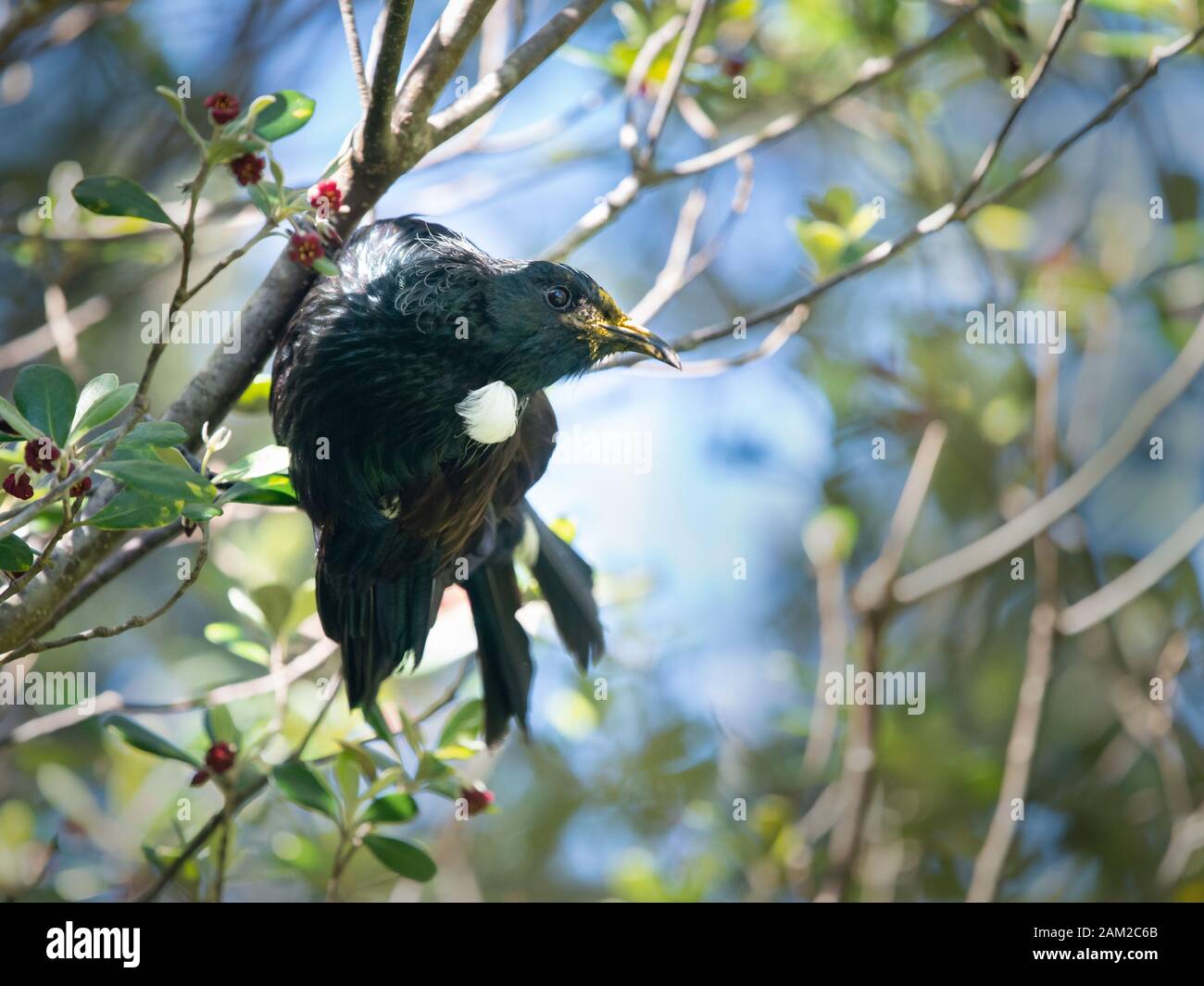 Tui branch hi-res stock photography and images - Alamy