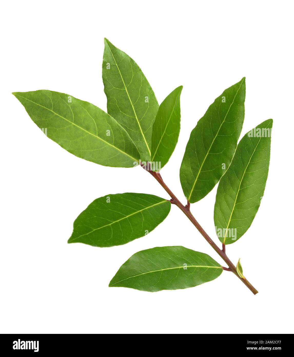Fresh Laurel branch isolated on white background Stock Photo - Alamy