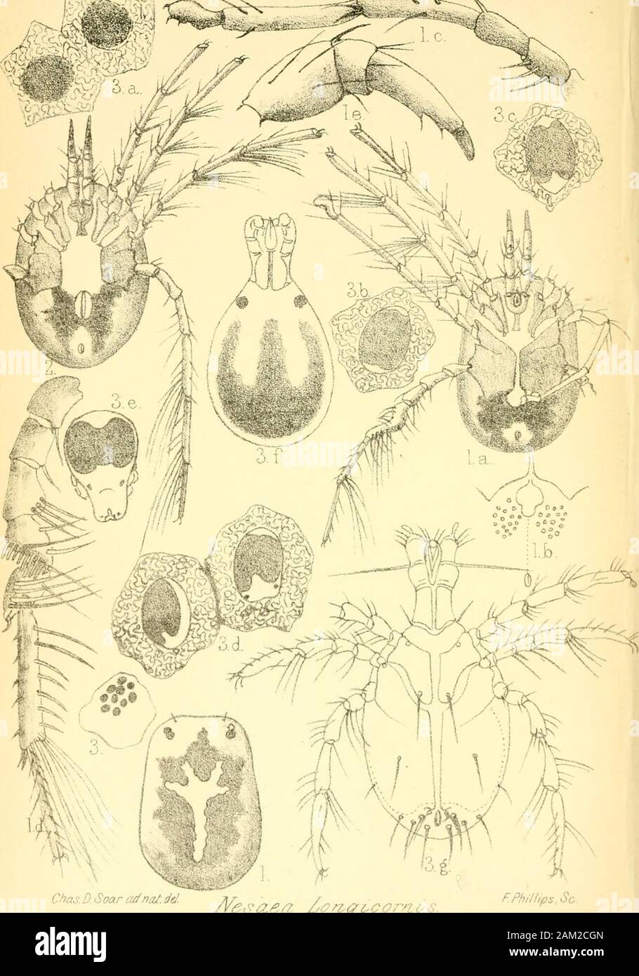 C shaped legs placed hi-res stock photography and images - Alamy