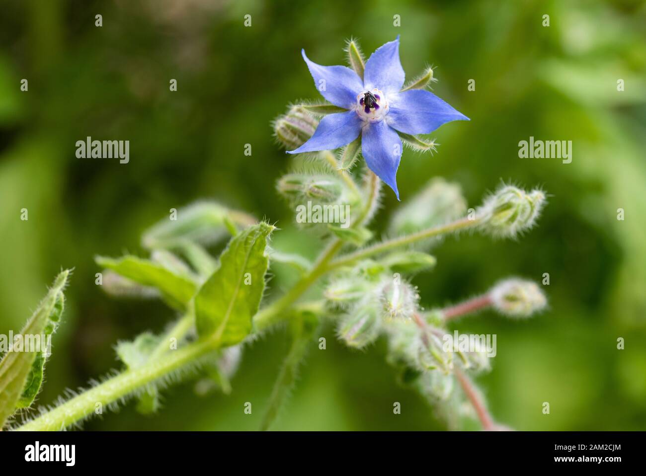 Borage (borago officinalis ) on a blurred green background Stock Photo ...