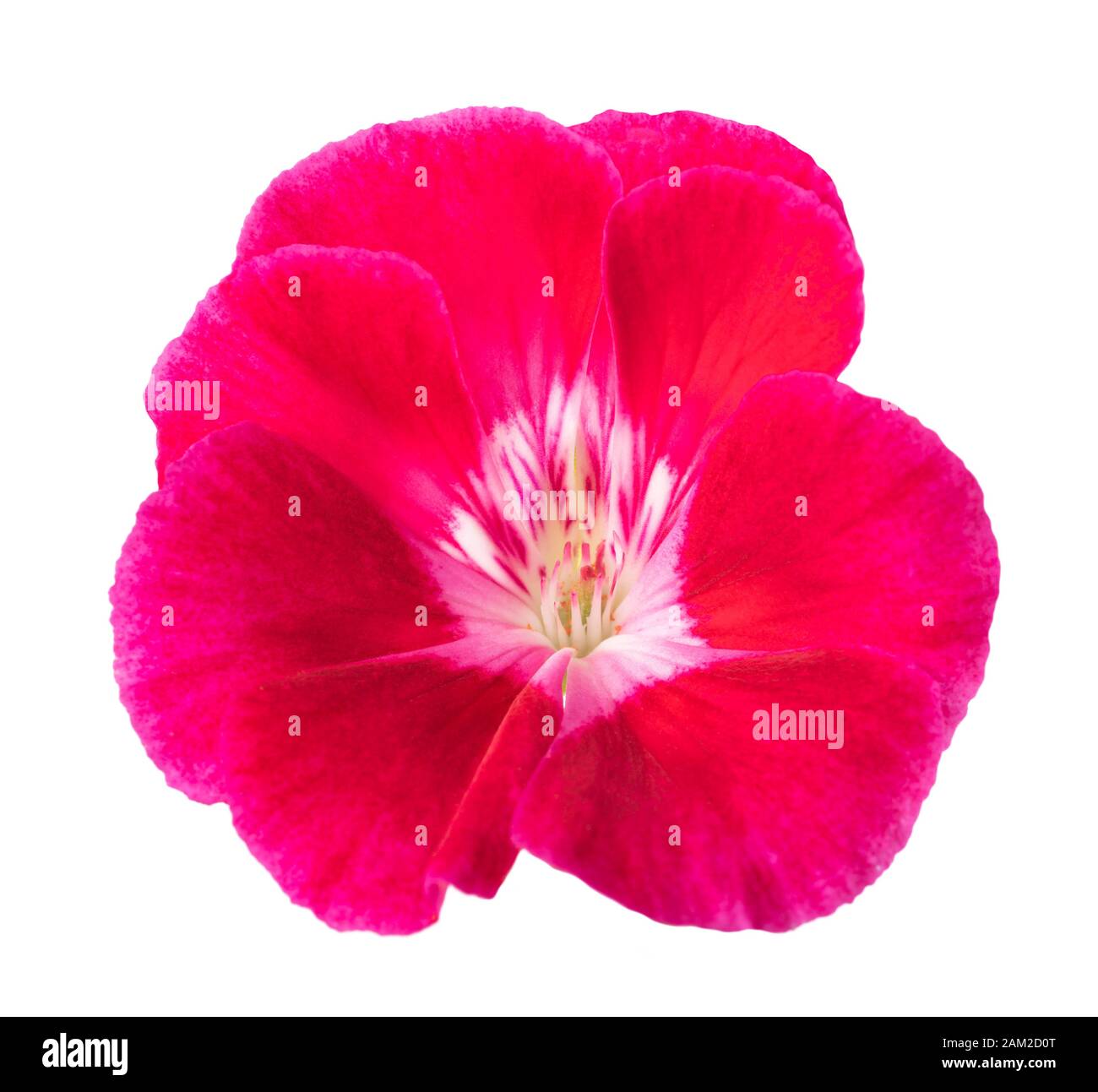 Pink geraniums red pelargoniums hi-res stock photography and images - Alamy