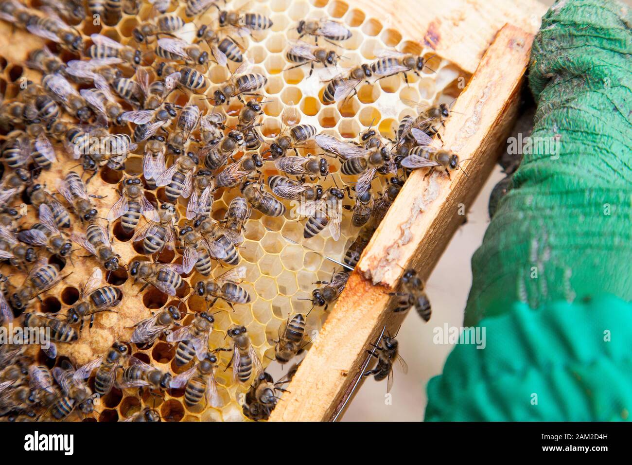 Frames of a beehive. Busy bees inside the hive with open and sealed ...