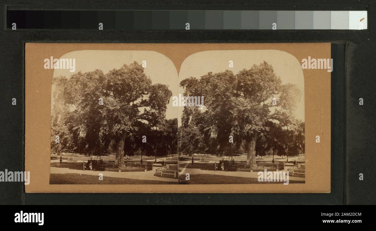 The old elm The old elm.; The old elm Stock Photo - Alamy