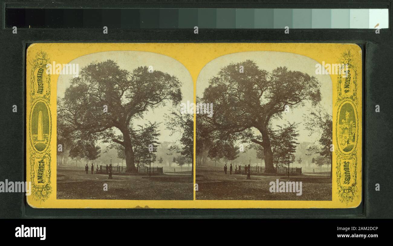 The old elm, Boston Common The old elm, Boston Common.; The old elm ...