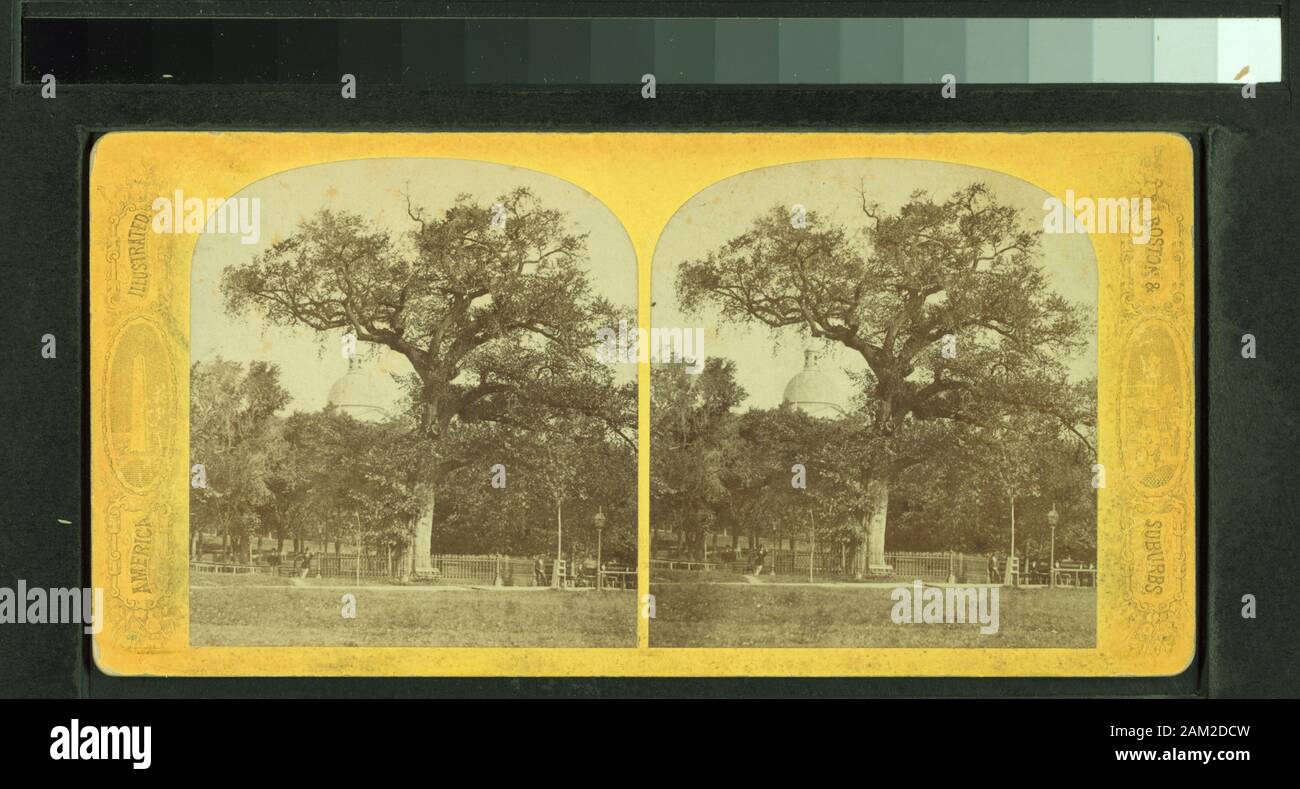 The old elm, Boston Common The old elm, Boston Common.; The old elm ...