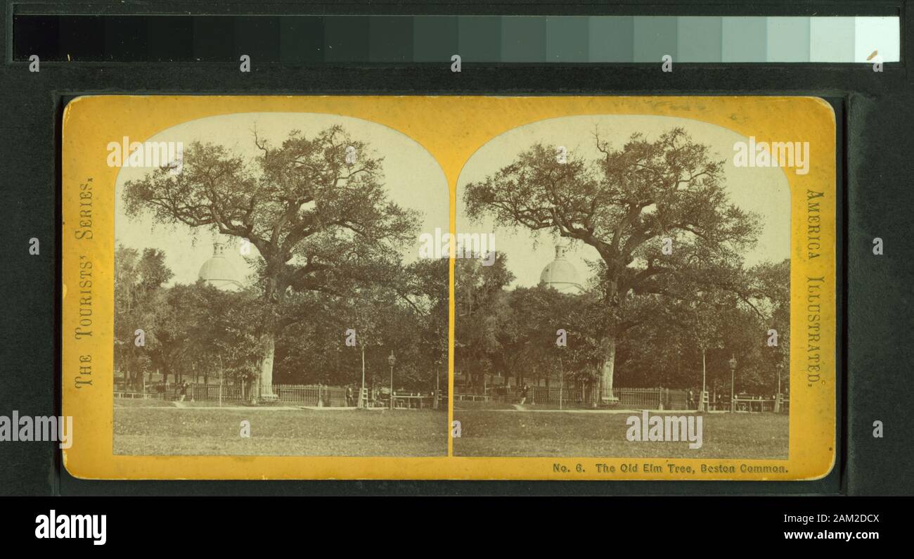 The old elm tree, Boston Common The old elm tree, Boston Common.; The ...