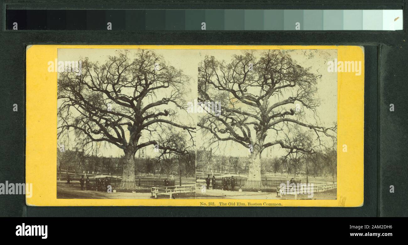 The old elm, Boston Common The old elm, Boston Common.; The old elm ...