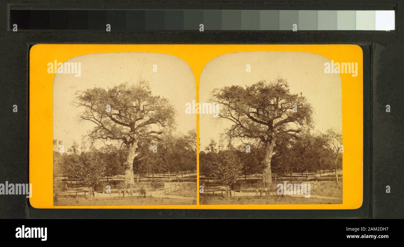 The old elm-Boston Common The old elm--Boston Common.; The old elm ...