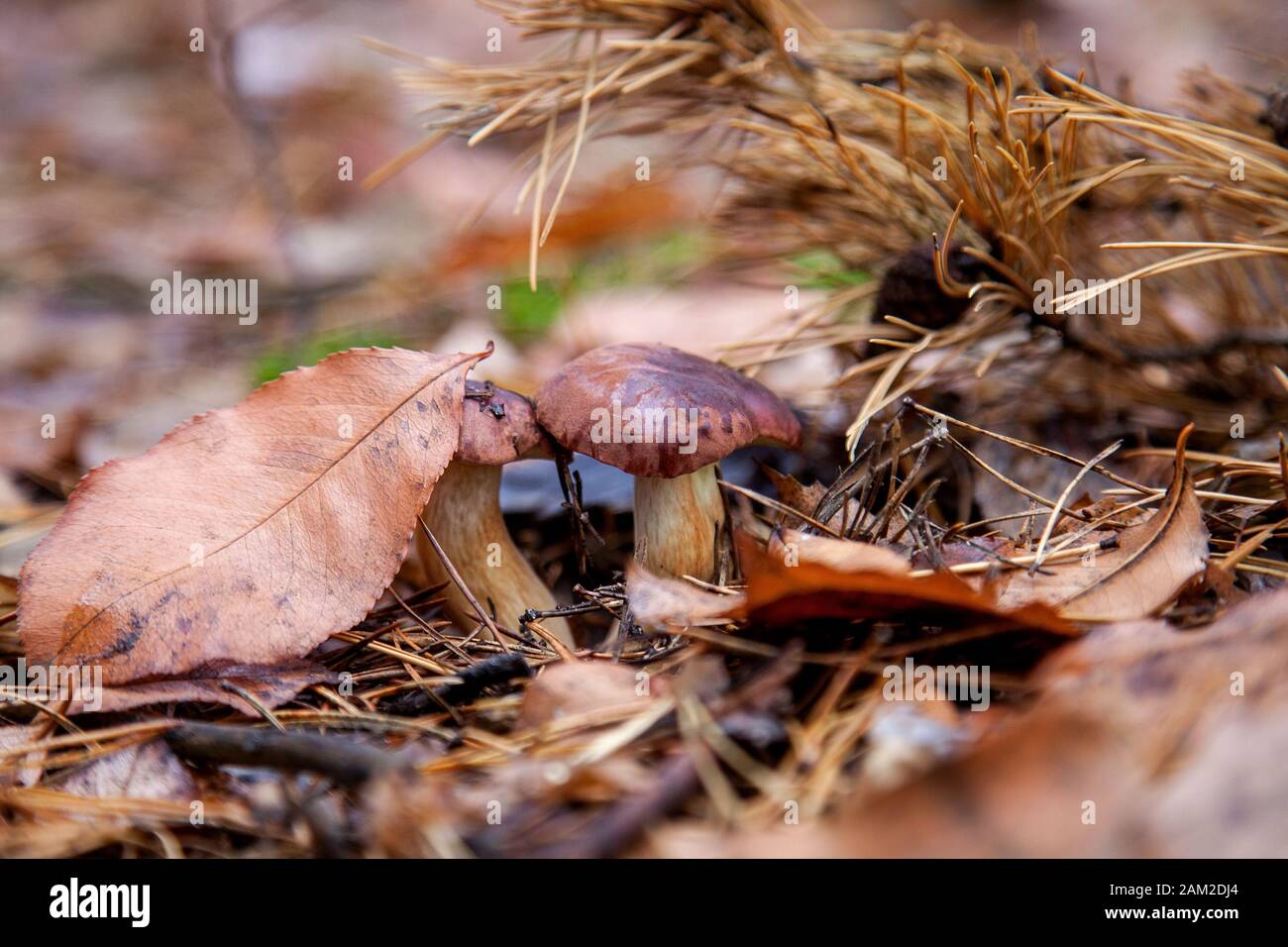 Close up view of double mushroom boletus badius, imleria badia or bay ...