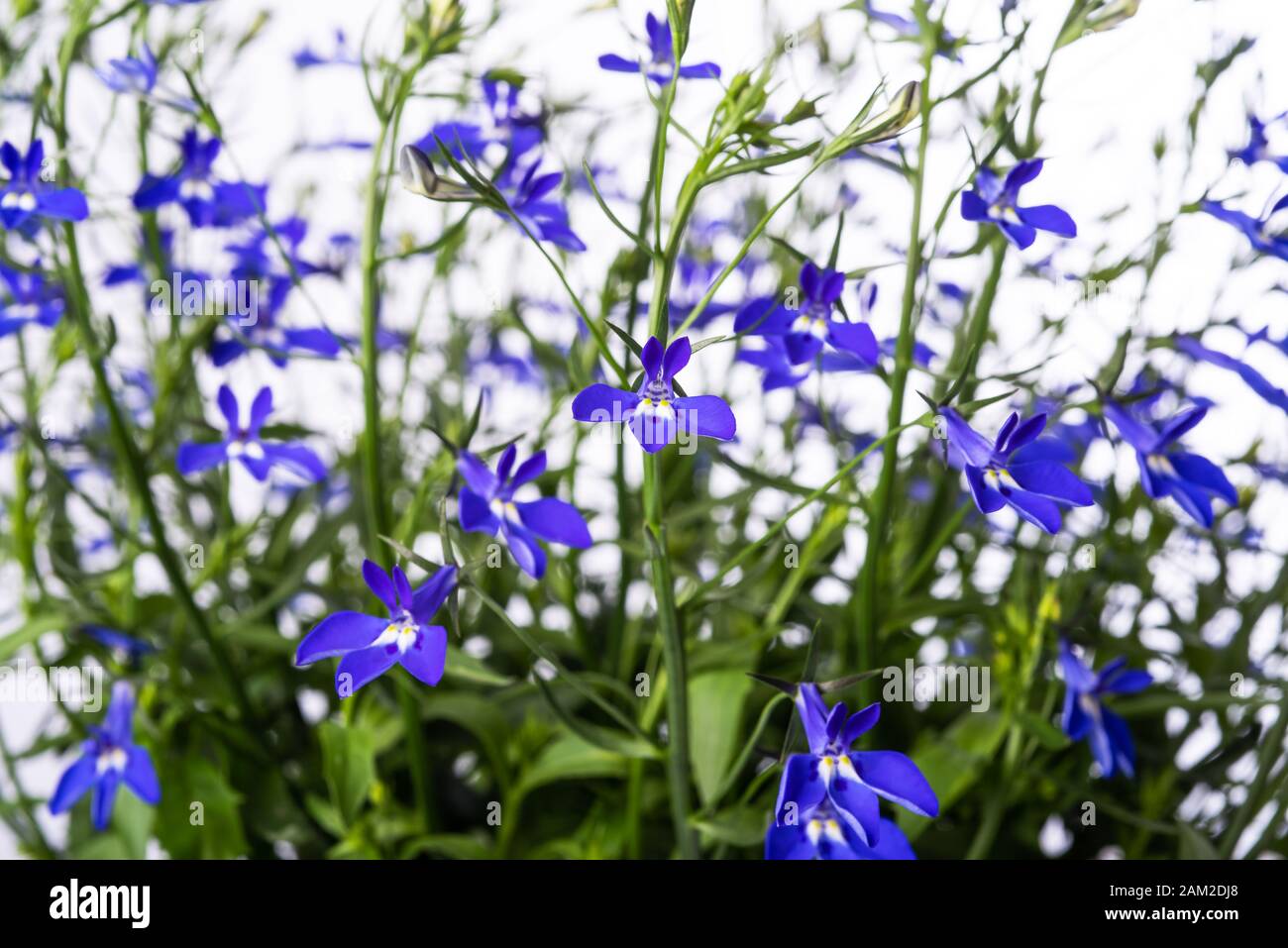 Trailing lobelia hi-res stock photography and images - Alamy