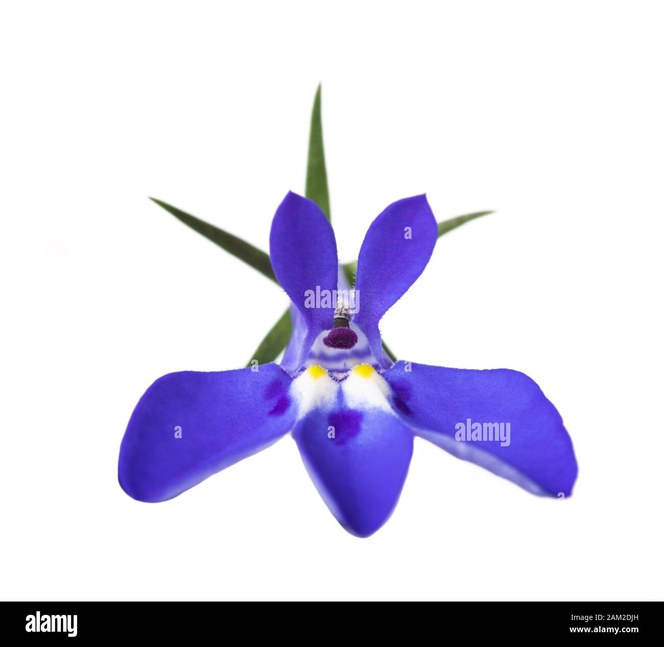 Blue lobelia flower isolated on white background Stock Photo - Alamy