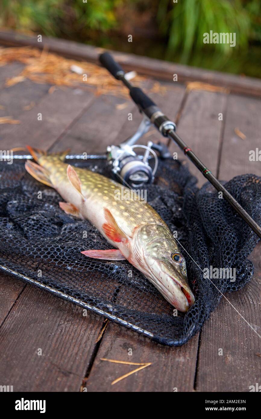 Freshwater Northern pike fish know as Esox Lucius and fishing rod with ...