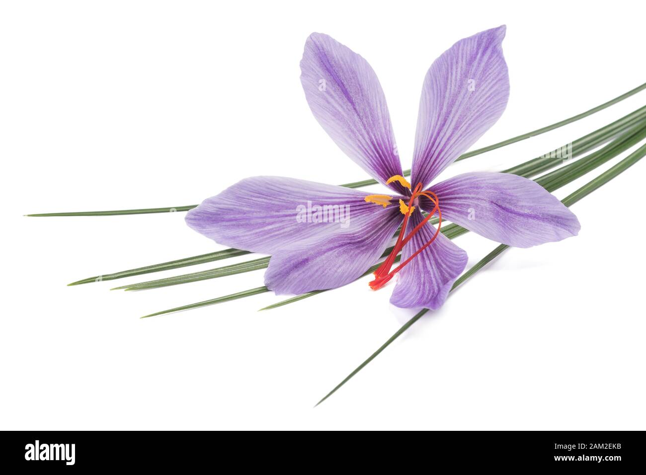 Saffron flower hi-res stock photography and images - Alamy