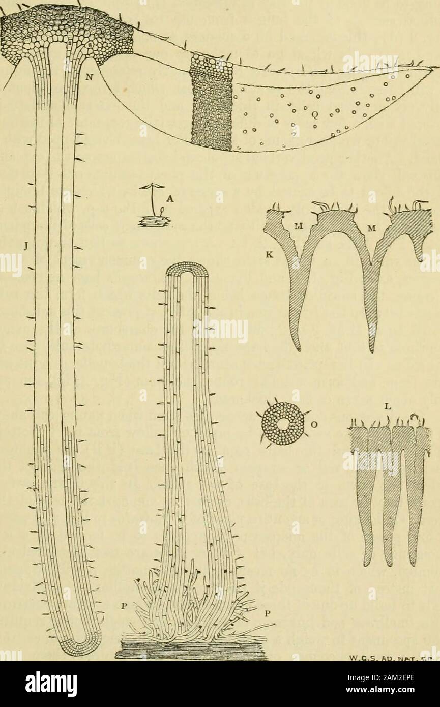 Coprinus radiatus hi-res stock photography and images - Alamy
