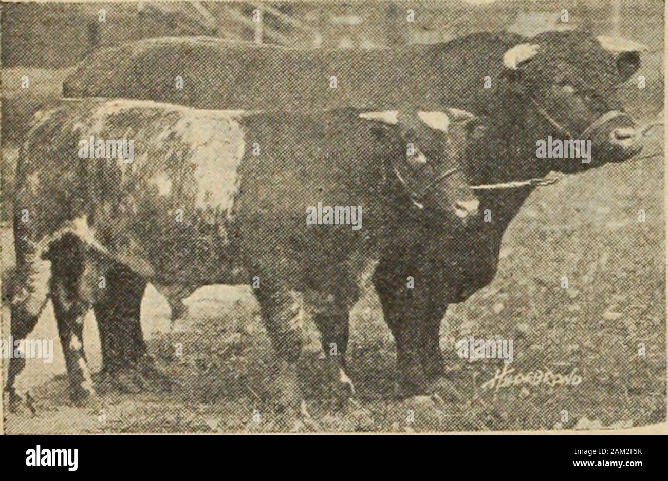 Aberdeen angus bull show hi-res stock photography and images - Alamy