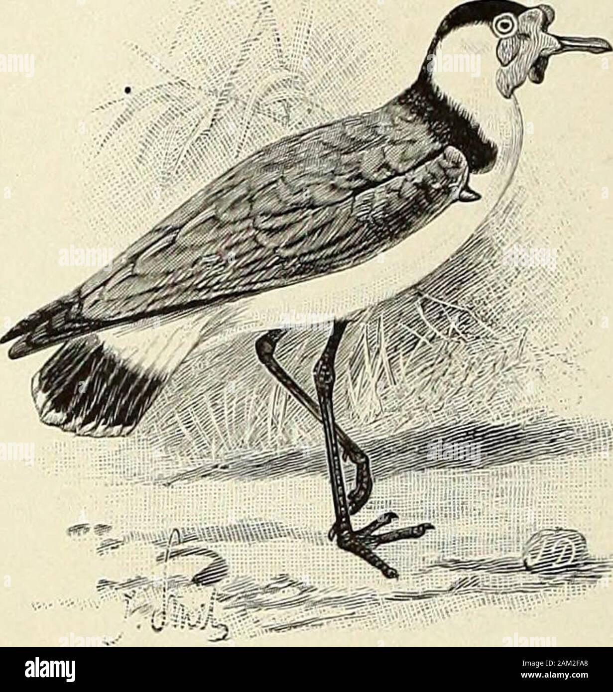 Ploon hi-res stock photography and images - Alamy