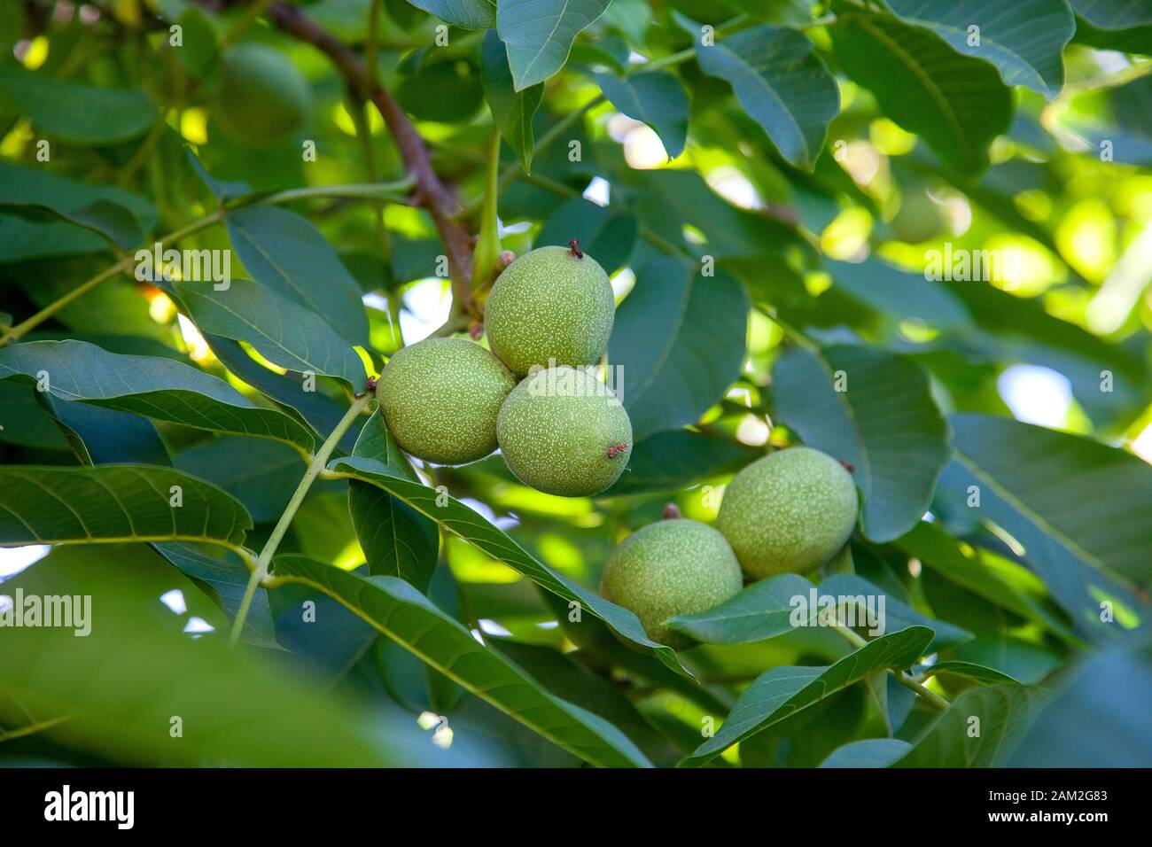 Fresh walnuts hanging on a tree in the blue background. Green walnut ...