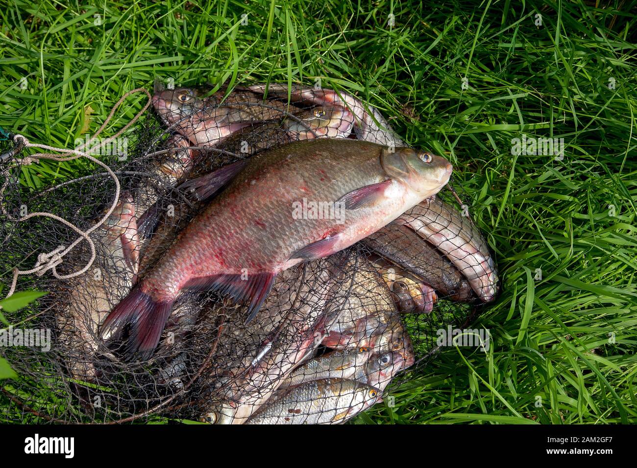 Good catch. Close up view of just taken from the water big freshwater ...