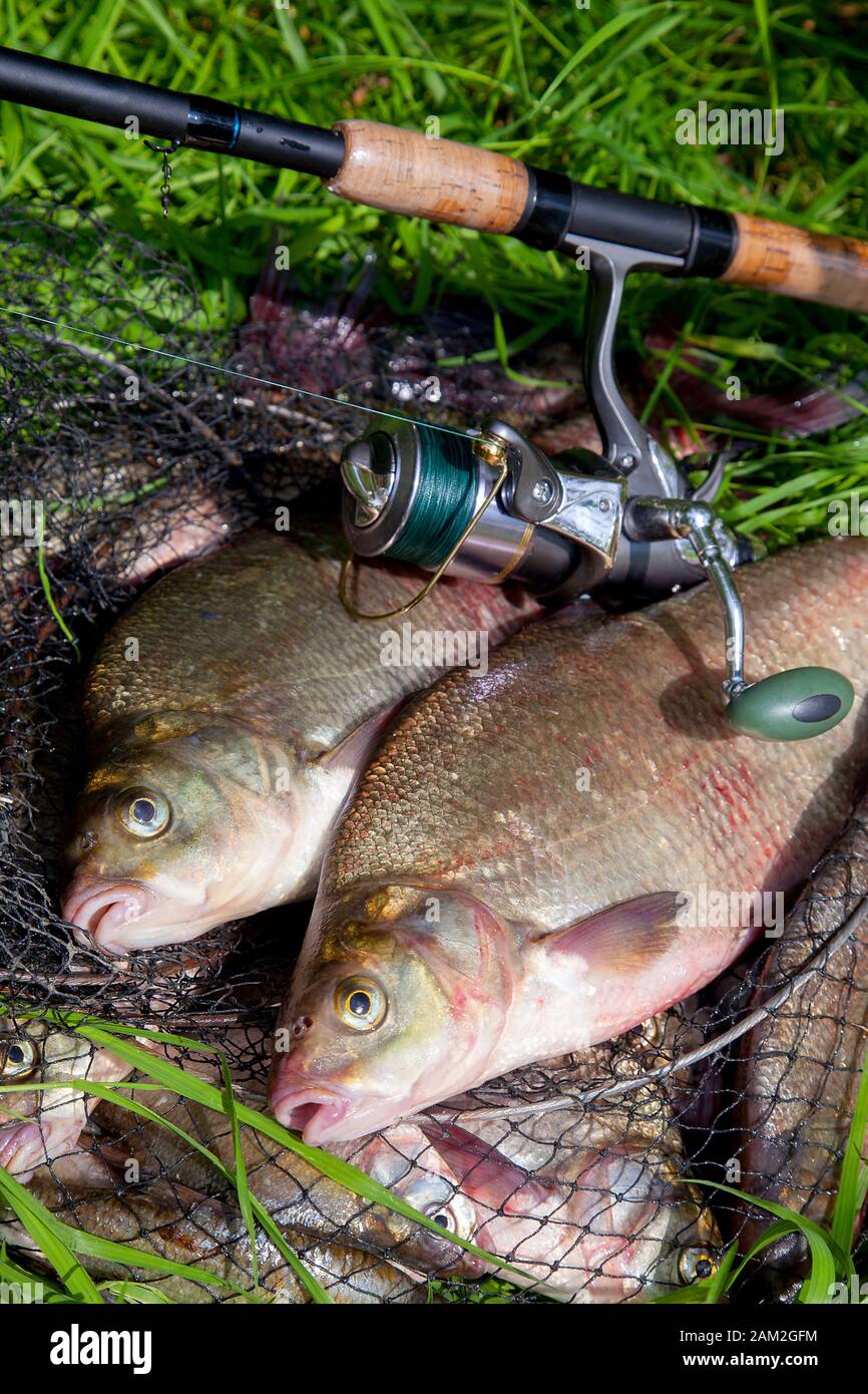 Good catch. Just taken from the water big freshwater common bream known ...