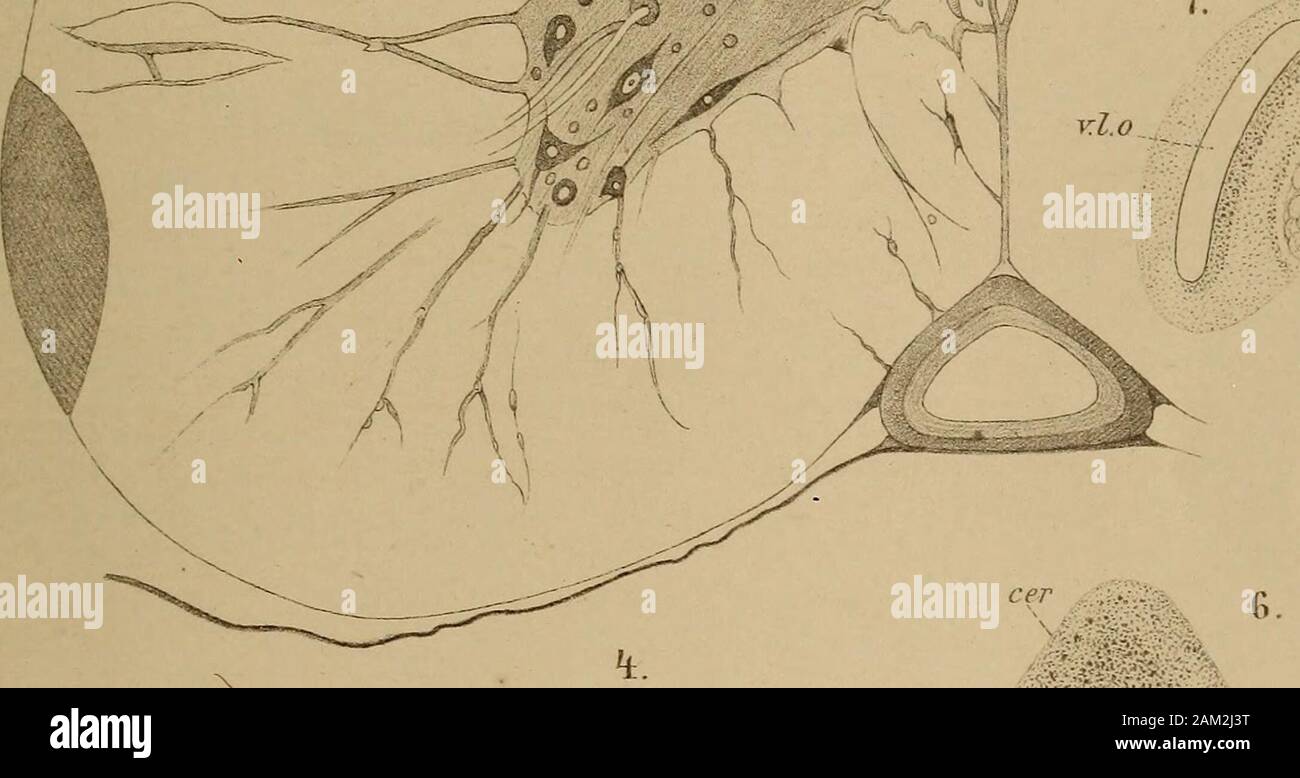 Canalis facialis hi-res stock photography and images - Alamy