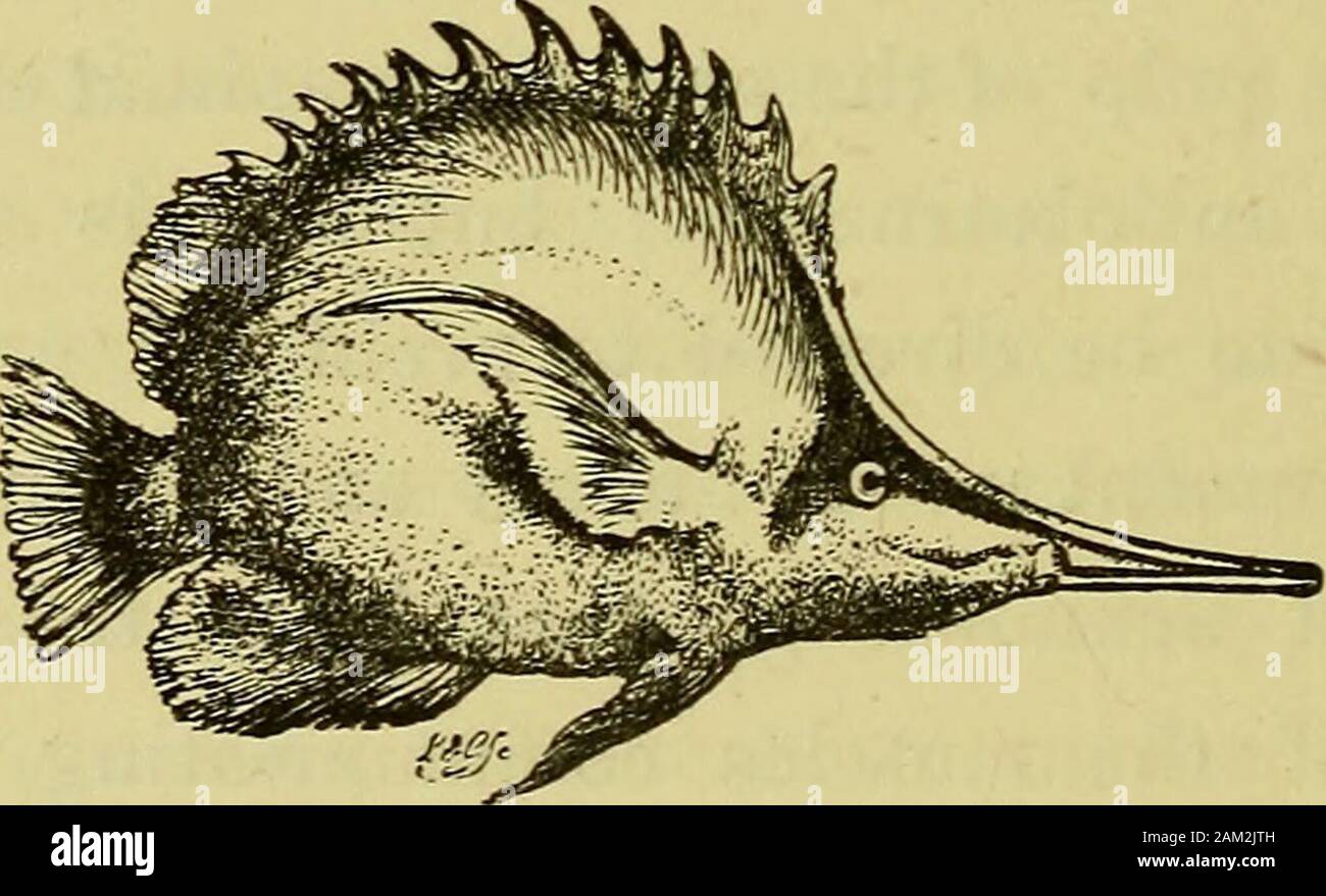 The hand : its mechanism and vital endowments, as evincing design, and ...