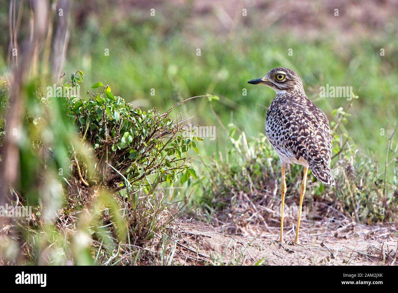 Spotted Thick-knee (Spotted Dikkop, Burhinus capensis), male, Maasai ...