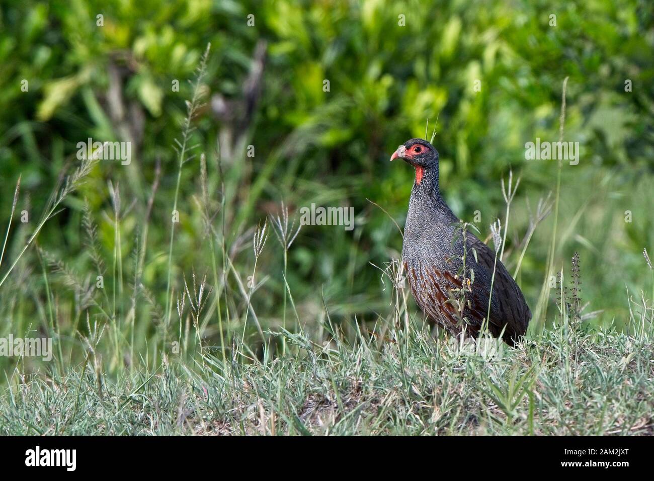 Red-necked Spurfowl or Red-necked Francolin (Pternistis afer), male ...
