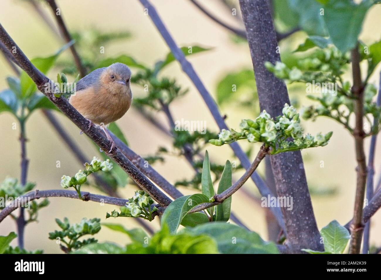 Brachyura hi-res stock photography and images - Alamy