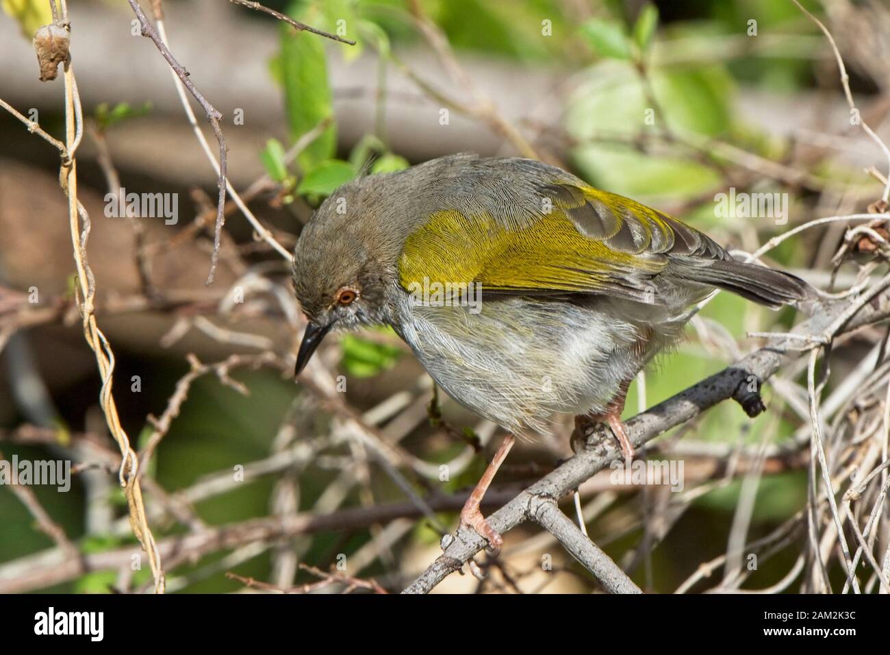 Green-backed Camaroptera (Camaroptera brachyura), in a tree at ...