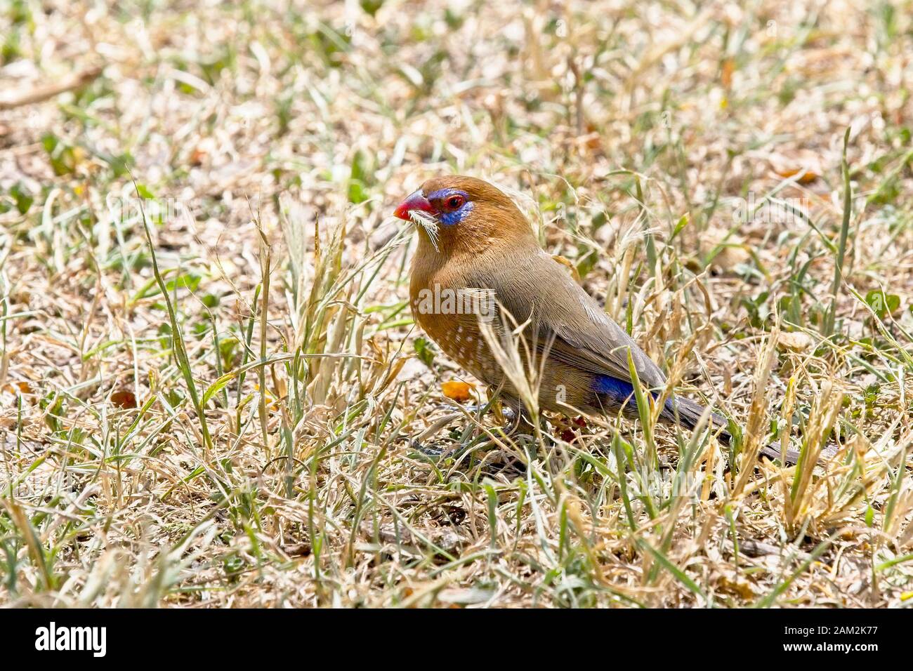 Purple Grenadier (Uraeginthus ianthinogaster), eating seeds, Maasai ...