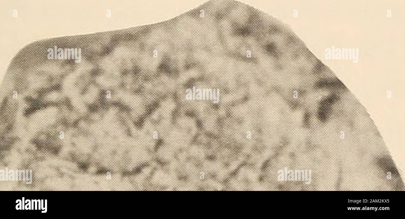 Annals of the South African Museum = Annale van die Suid-Afrikaanse ...