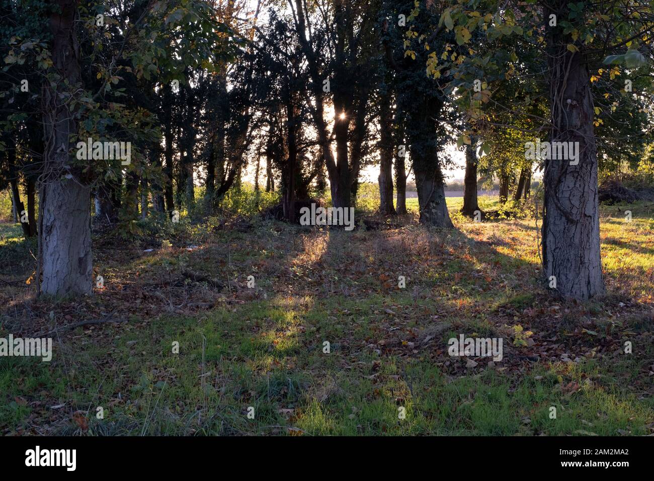 Sunshine through trees in woods of coal mining town of Immerath ...