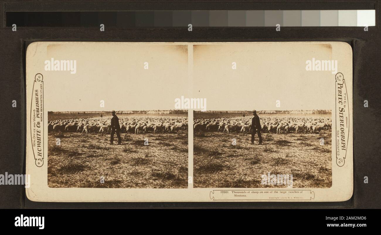 Thousands of sheep on one of the large ranches of Montana Thousands of ...
