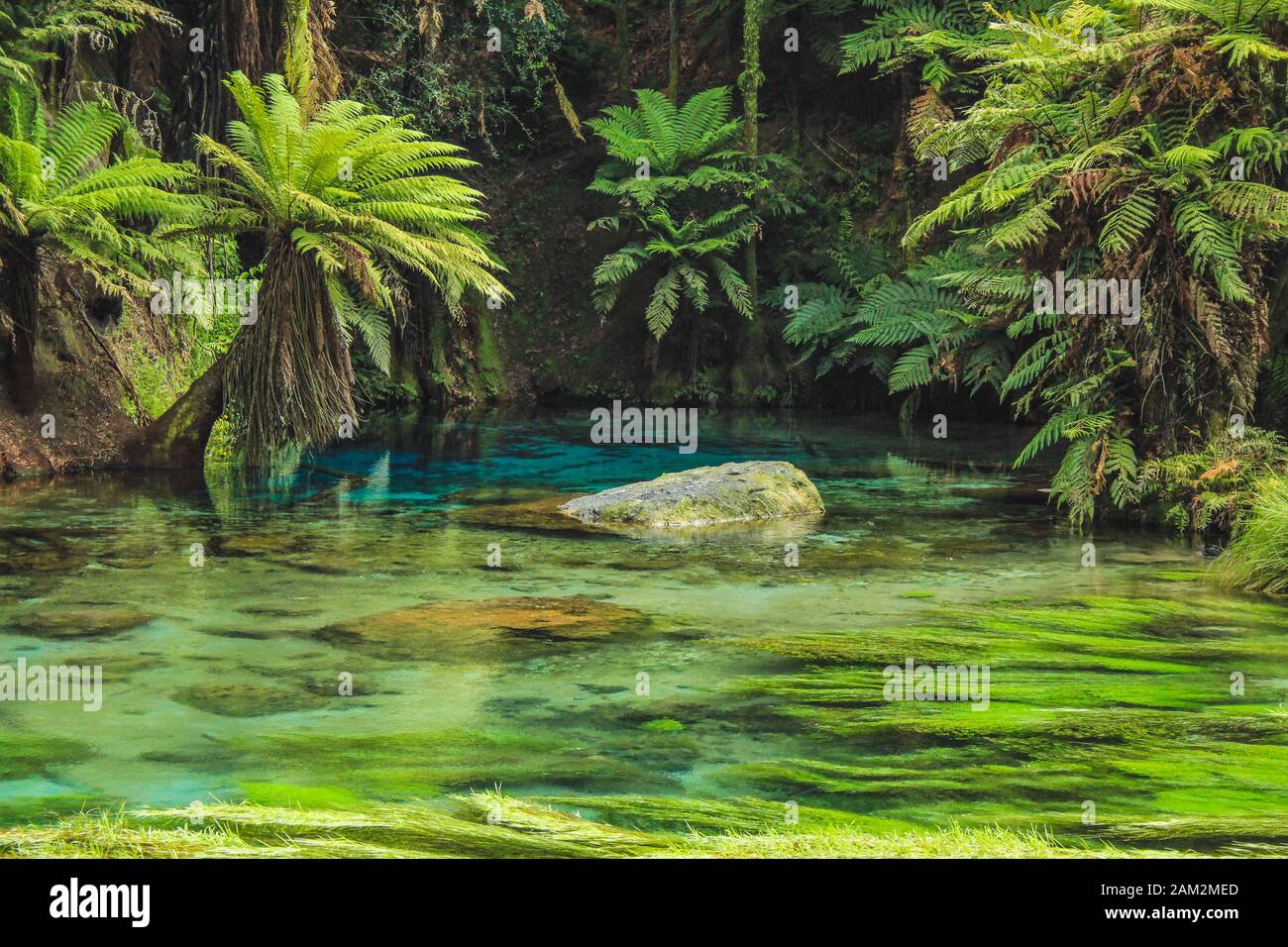 Beautiful scenery at Blue Spring in Putaruru between Hamilton and ...