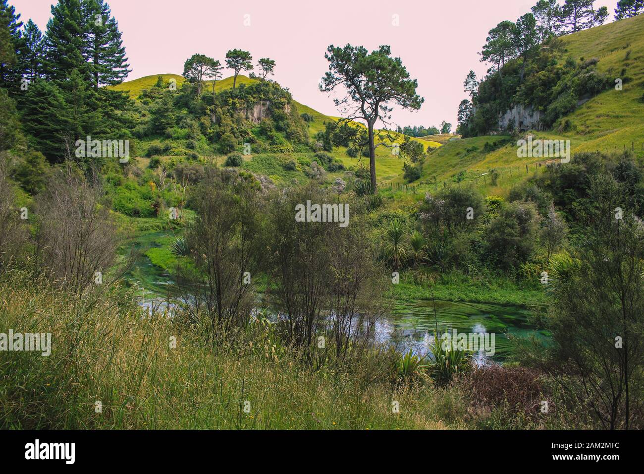 Putaruru hi-res stock photography and images - Alamy
