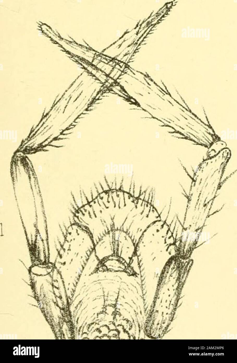 The Journal of microscopy and natural science Stock Photo - Alamy
