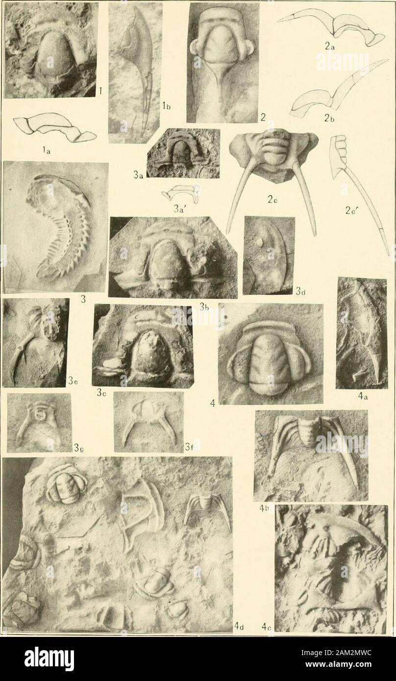 Smithsonian miscellaneous collections . nterior of a fragmentary ...
