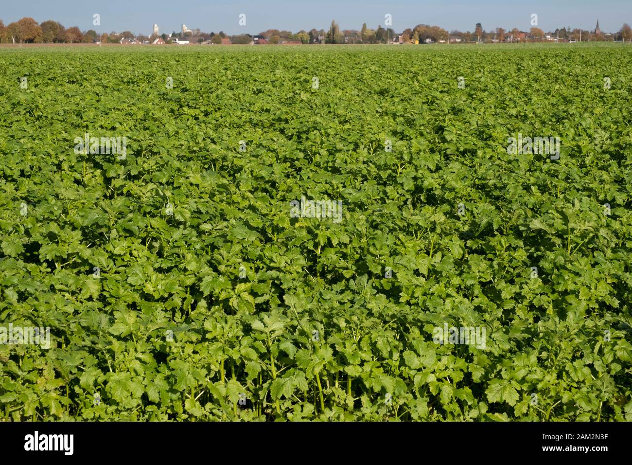 Green and abundant crop growing in field next to new town, Borschemich ...