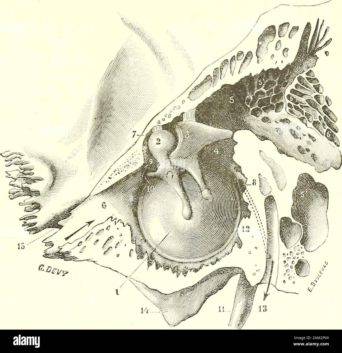 Tympanal hi-res stock photography and images - Alamy