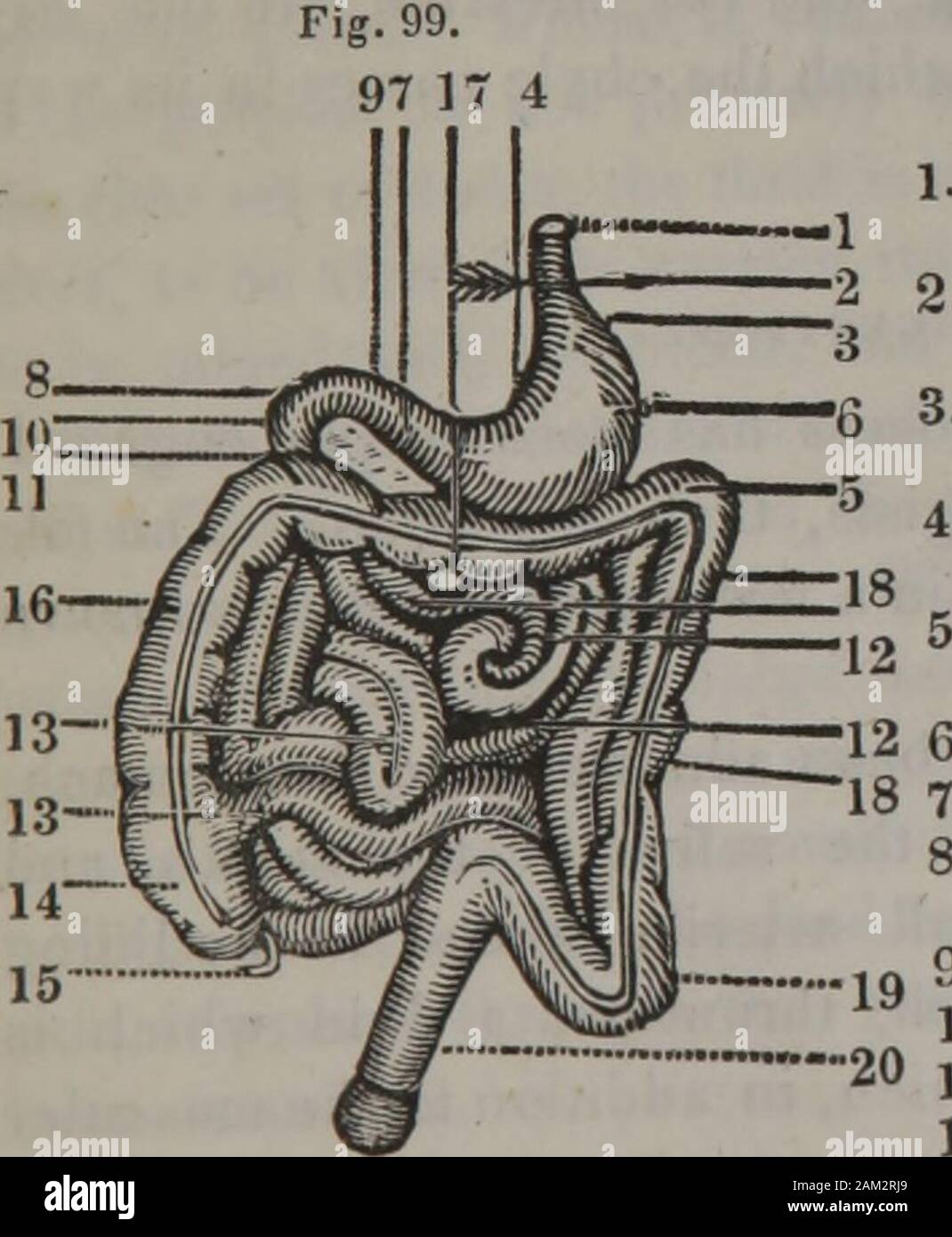 The class-book of anatomy : designed for schools, explanatory of the ...