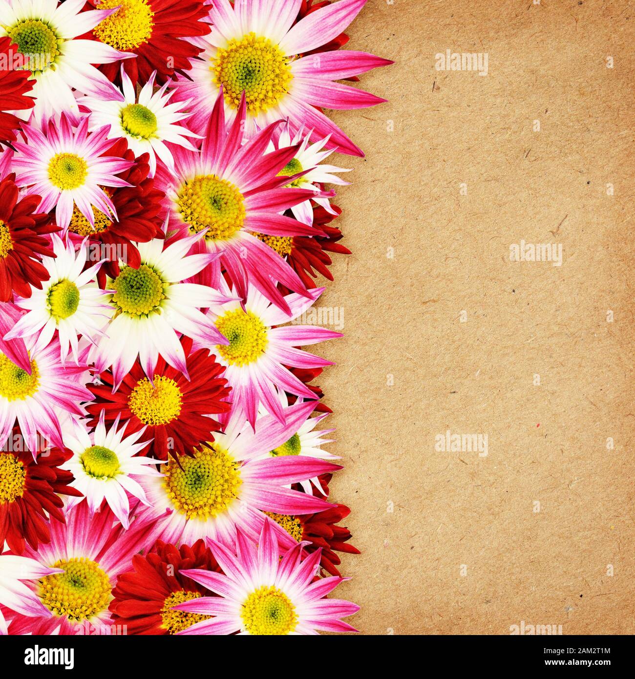 Aster flowers border on brown craft paper for background Stock Photo ...