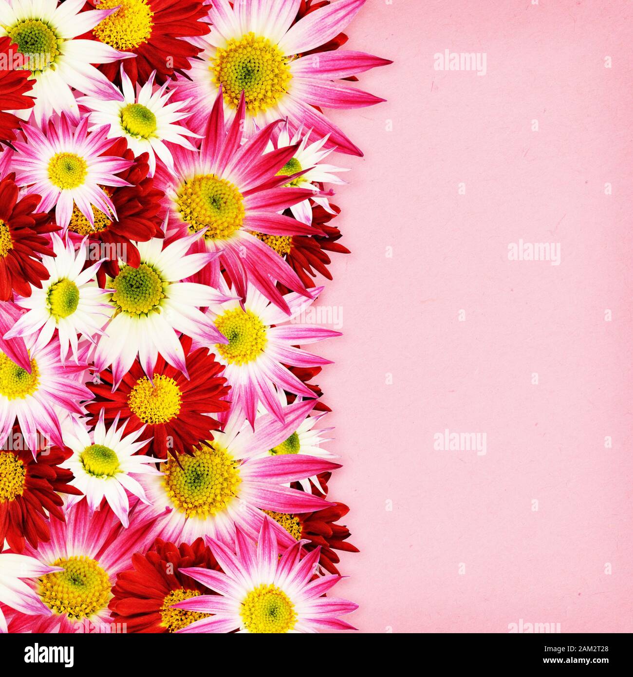 Aster flowers border on pink paper background Stock Photo - Alamy