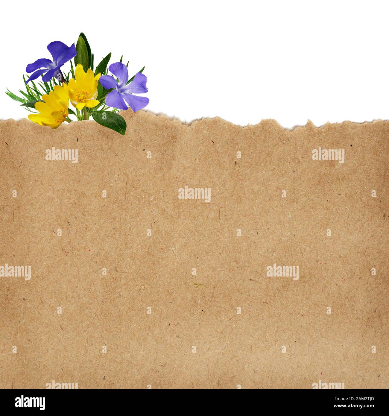 Brown craft paper and wild flowers on white background Stock Photo - Alamy