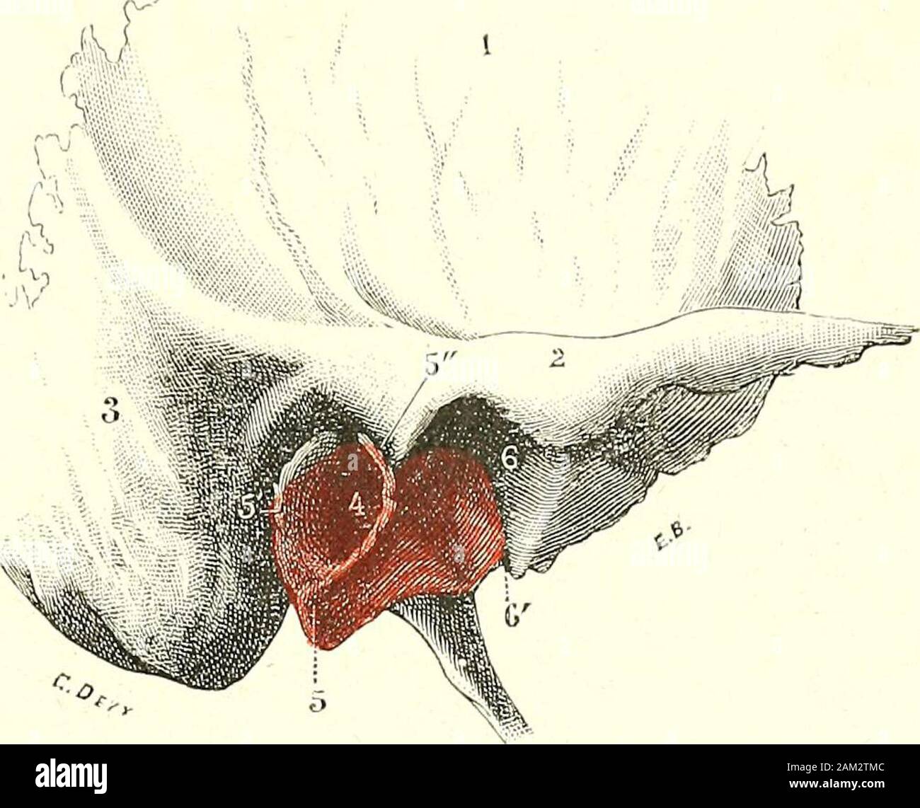 Tympanal hi-res stock photography and images - Alamy