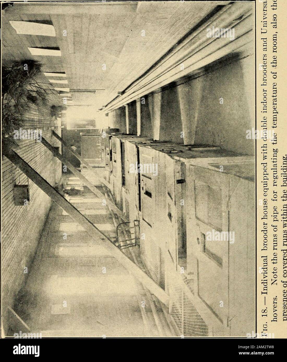 Process of hatching hi-res stock photography and images - Alamy