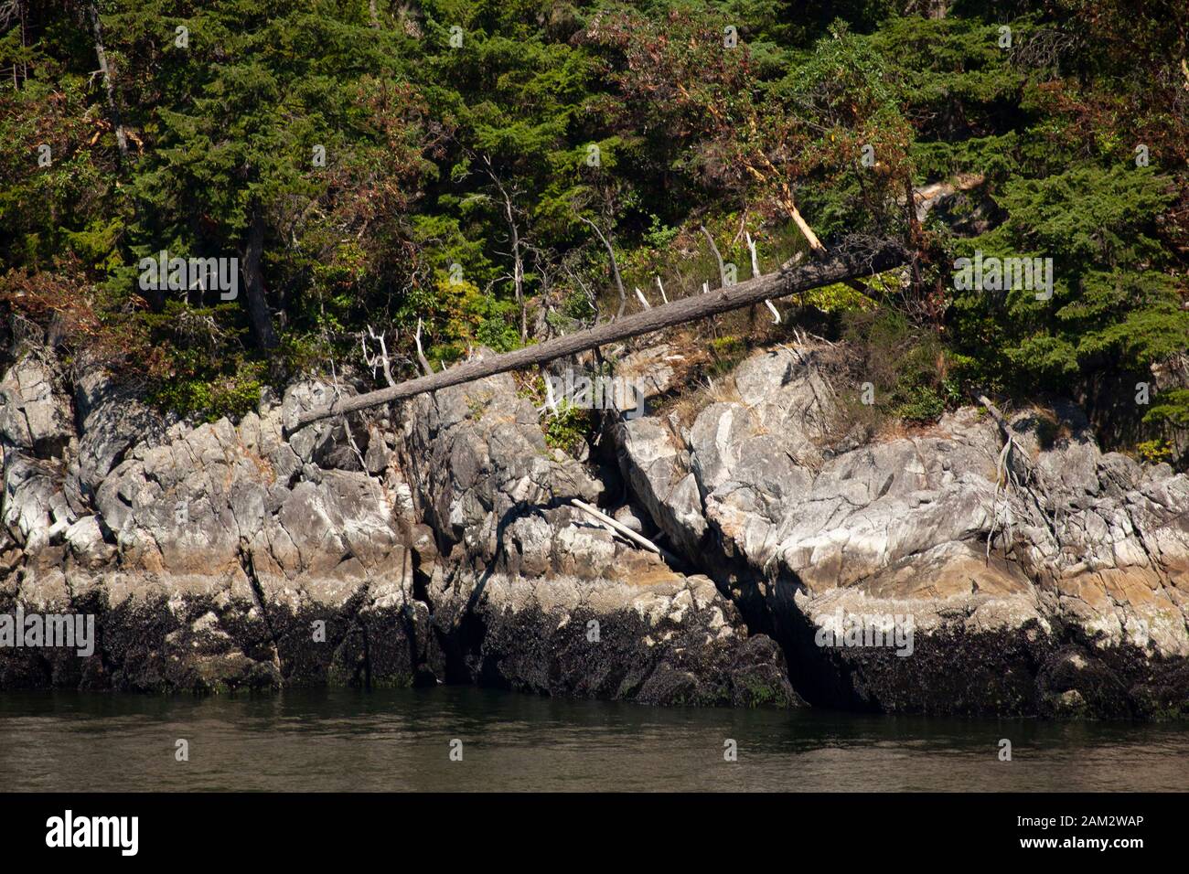 Fallen tree from coniferous forest on rocky coast line, Vancouver ...