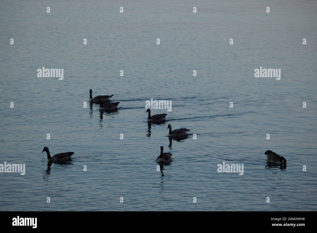 Geese on calm sea, Vancouver Island, British Columbia, Canada Stock ...
