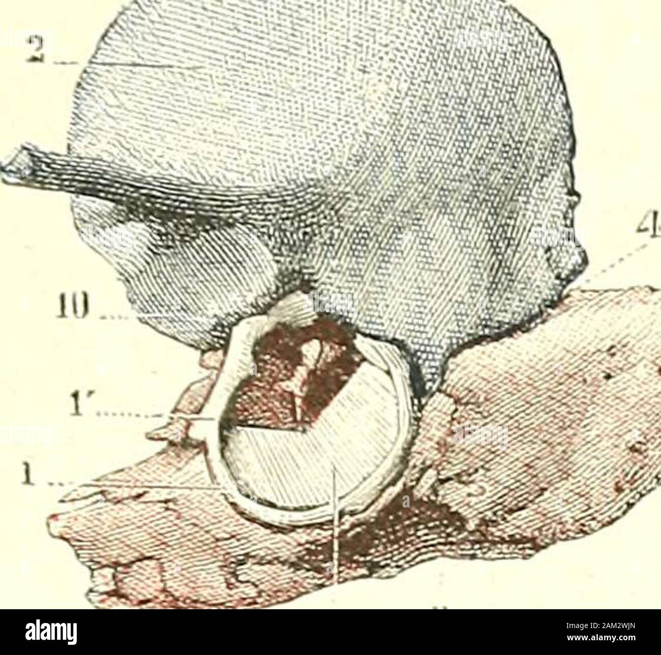 Traité d'anatomie humaine . M I (J f E Le conduit auditif externe se ...