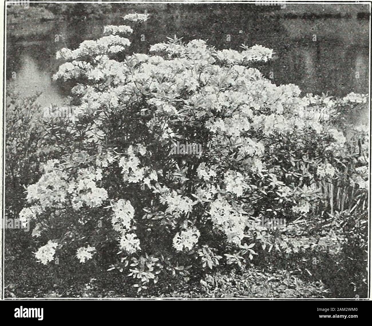 Japanese buddleia hi-res stock photography and images - Alamy