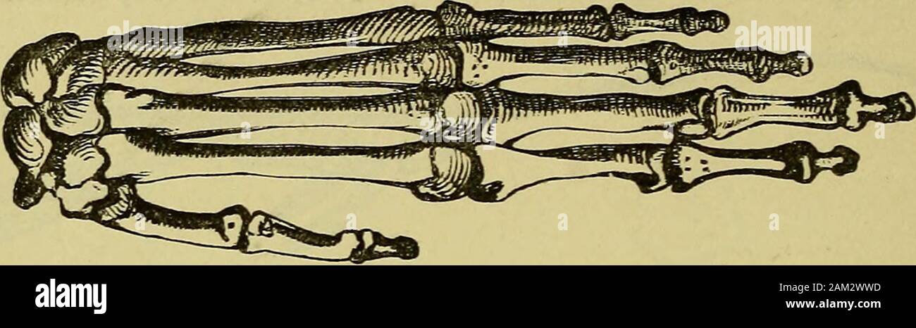 The hand : its mechanism and vital endowments, as evincing design, and ...